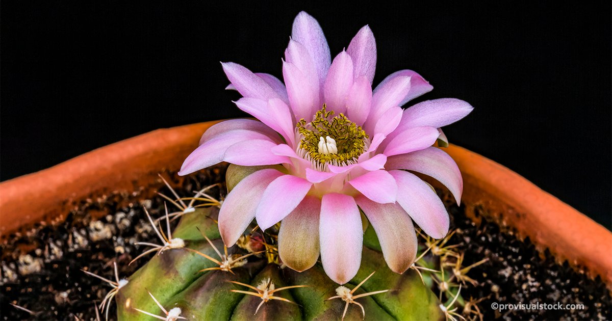 Gymnocalycium damsii - CactusDynamic